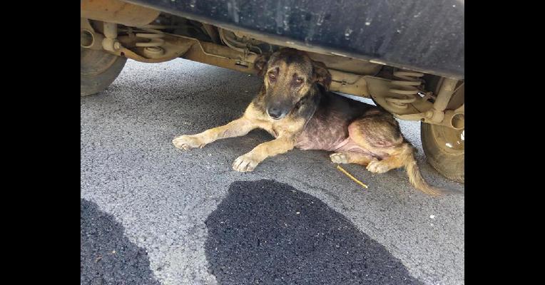 SOS chiens des rues du Maroc - ASAD - Animal Webaction