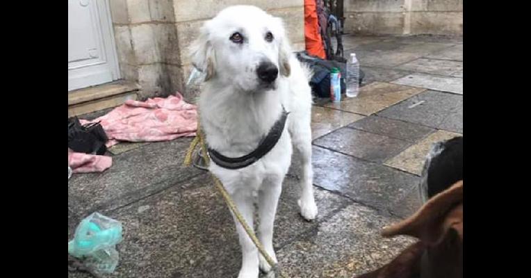 France : SOS chiens de SDF - Croquette et Macadam - Animal Webaction
