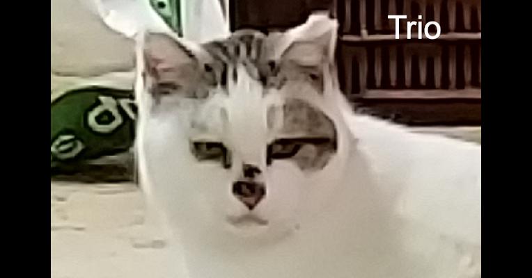 Trio - Refuge Quat'Pattes - Animal Webaction