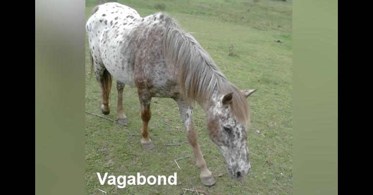 Crinière au vent - Crinière au vent - Animal Webaction