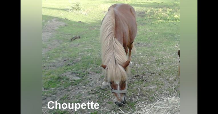 Crinière au vent - Crinière au vent - Animal Webaction