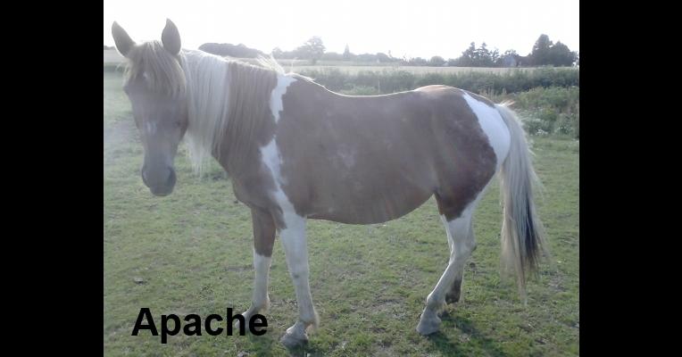 Crinière au vent - Crinière au vent - Animal Webaction