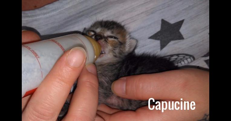 capucine - APATE - Animal Webaction