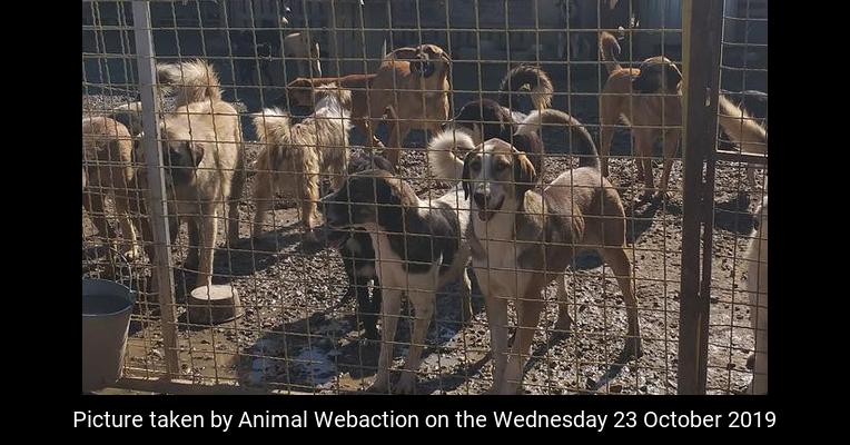 Famine emergency Macedonia - Animals voice Macedonia - Animal Webaction