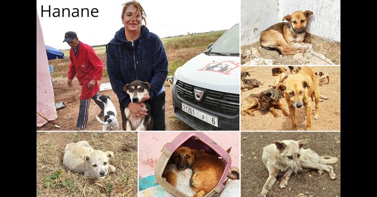 Famine emergency Morocco - AHPPAE - Animal Webaction