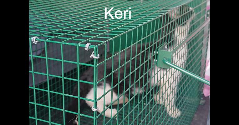 Keri - Cœur Animal - Animal Webaction