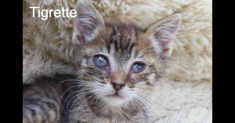 Tigrette - Patte Blanche 62 - Animal Webaction