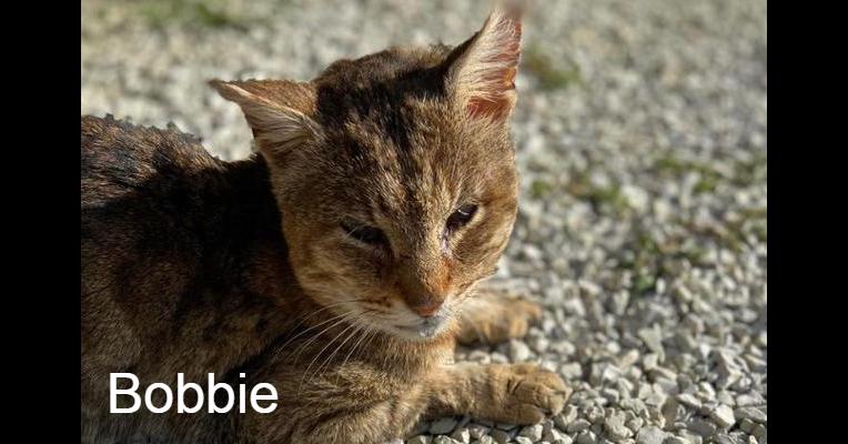Bobbie - CATS - Animal Webaction