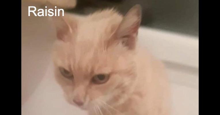 Raisin - Protect Cat - Animal Webaction