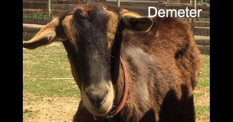 Demeter - La Ferme des Zanimobiles - Animal Webaction