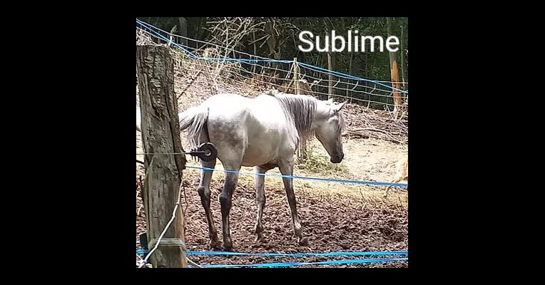 Sublime - Ulyan - Animal Webaction