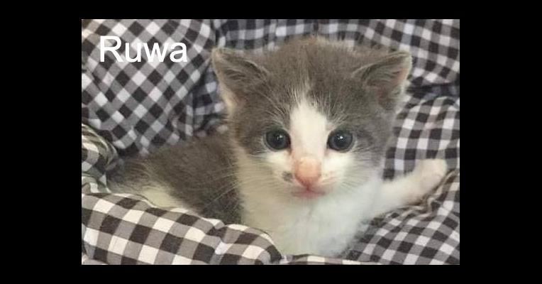 Ruwa - Truffes sans Toit - Animal Webaction