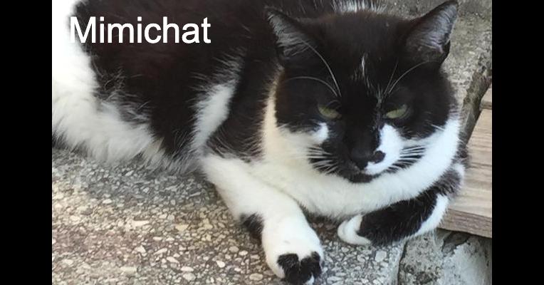Mimichat - Les Chats de Condom 32 - Animal Webaction