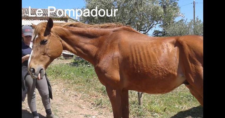 Le Pompadour - Equi-Vivre - Animal Webaction