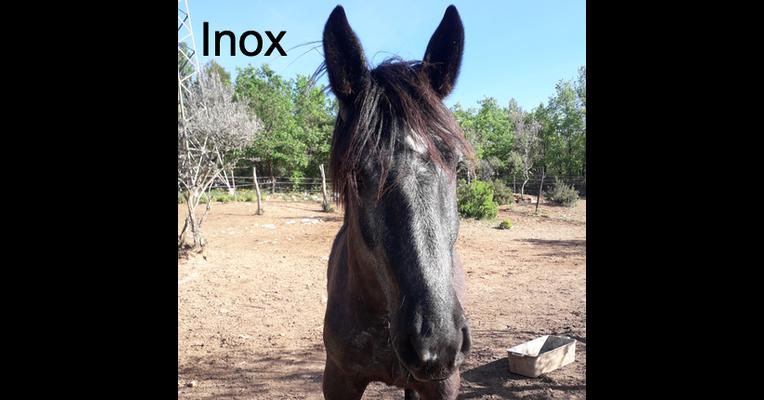 Inox - Equi-Vivre - Animal Webaction