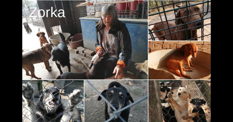 SOS 140 Serbian dogs - Azil Bella - Animal Webaction