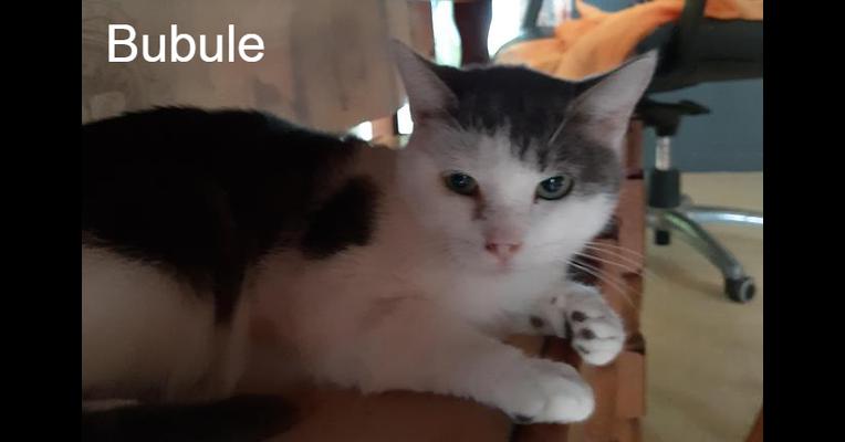 Bubule - Pour l'Amour des Chats - Animal Webaction