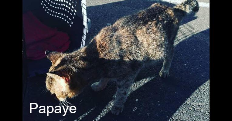 Papaye - Help Doggy - Animal Webaction