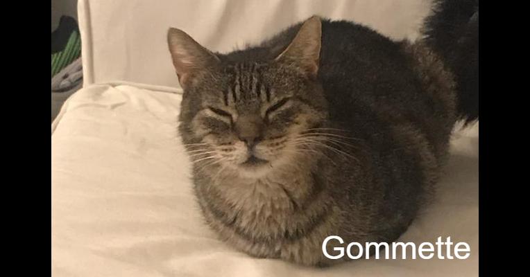 Gommette - Boule de Poils - Animal Webaction