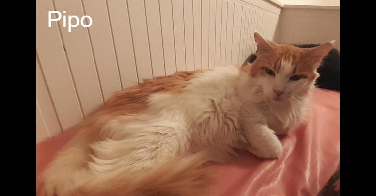 Pipo - Protect Cat - Animal Webaction