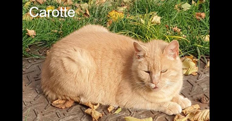 Carotte - Ecole du Chat d’Arbois - Animal Webaction