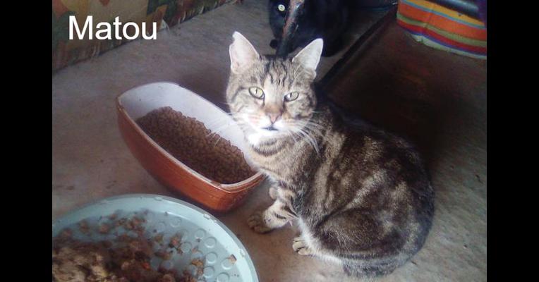 Matou - Chats errants du val du crenu - Animal Webaction