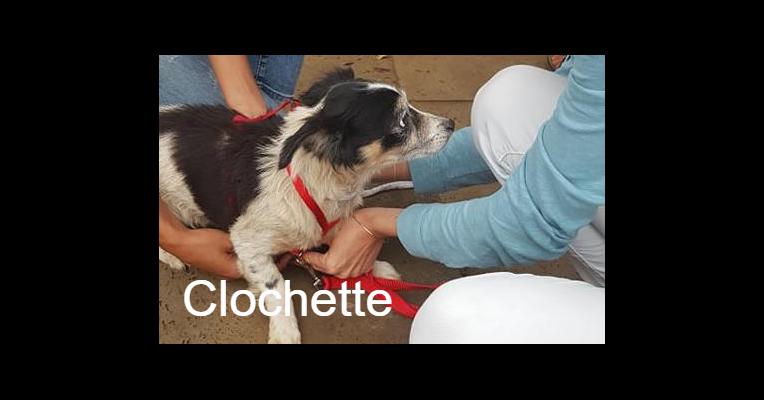 Clochette - AVRAH - Animal Webaction