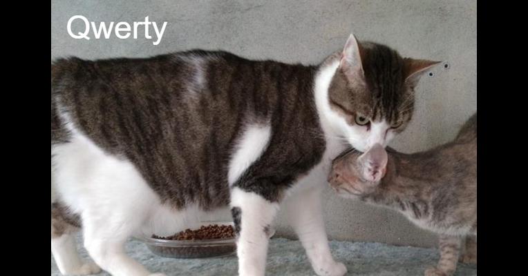 Qwerty - Ecole du Chat Libre de Caillerot - Animal Webaction