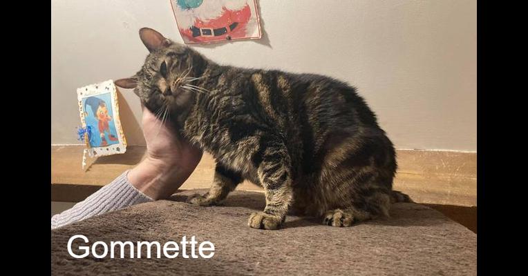 Gommette - Boule de Poils - Animal Webaction