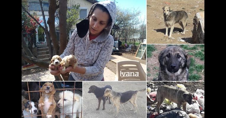 Rescue 190 dogs North Macedonia - Civic Initiative Kane Korzo Skopje ...