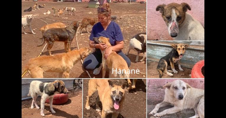 SOS 240 chiens Maroc - AHPPAE - Animal Webaction
