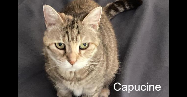 Capucine - Ecole du Chat des Alpilles - Animal Webaction