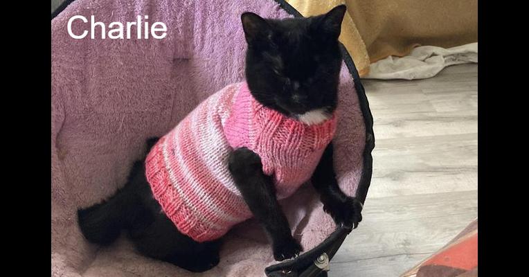 Charlie - Cosette - Animal Webaction