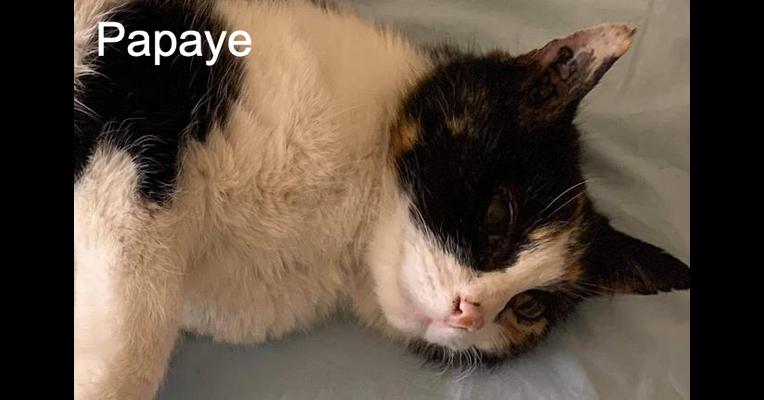 Papaye - Paroles de Chats - Animal Webaction