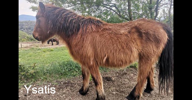 Ysatis - Association hippique du Caroux - Animal Webaction