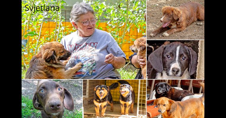 Rescue 180 dogs Bosnia - Azil za pse"Poslednja oaza" - Animal Webaction