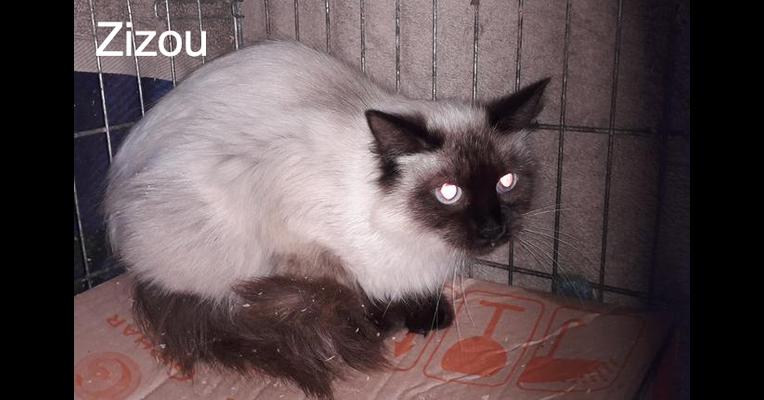 Zizou - Une vie, Un chat - Animal Webaction