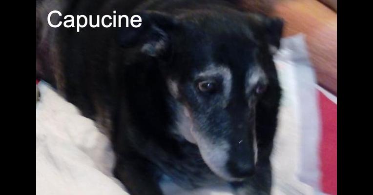 Capucine - AVRAH - Animal Webaction