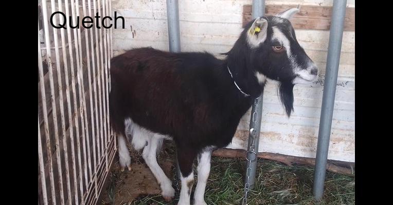 Quetch - Equi-Libre : Droit à la Retraite Equine - Animal Webaction