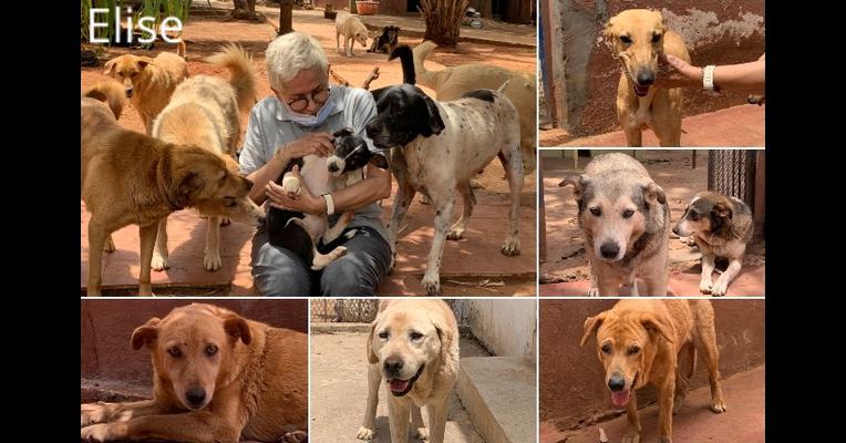 SOS 179 chiens Maroc - UMPA - Animal Webaction